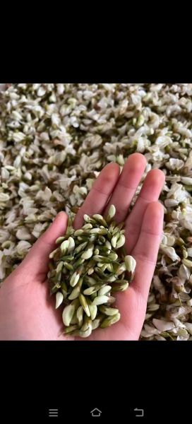 槐树叶的功效与作用_槐树叶怎么泡水喝-第1张图片-山城妙识