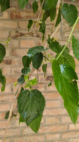 槐树叶的功效与作用_槐树叶怎么泡水喝-第3张图片-山城妙识