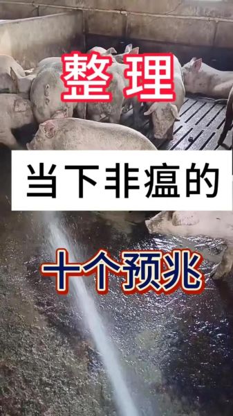 猪瘟治愈的最快方法_猪瘟几天能好-第2张图片-山城妙识