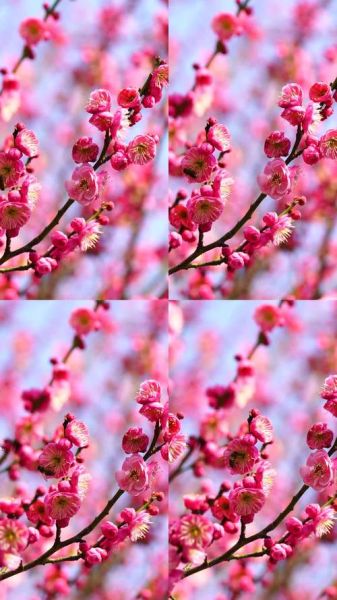 梅花视频怎么下载_梅花视频安全吗-第2张图片-山城妙识