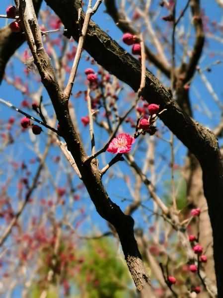 梅花视频怎么下载_梅花视频安全吗-第1张图片-山城妙识
