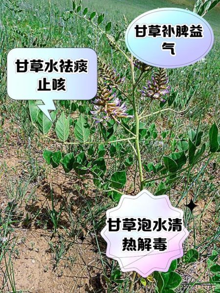 甘草的作用与功效及禁忌_甘草泡水喝的正确方法-第1张图片-山城妙识