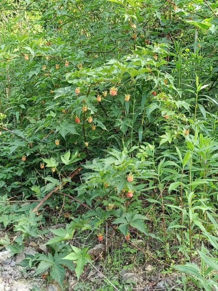 覆盆子种植技术_覆盆子发展前景怎么样-第1张图片-山城妙识