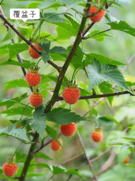覆盆子种植技术_覆盆子发展前景怎么样-第3张图片-山城妙识