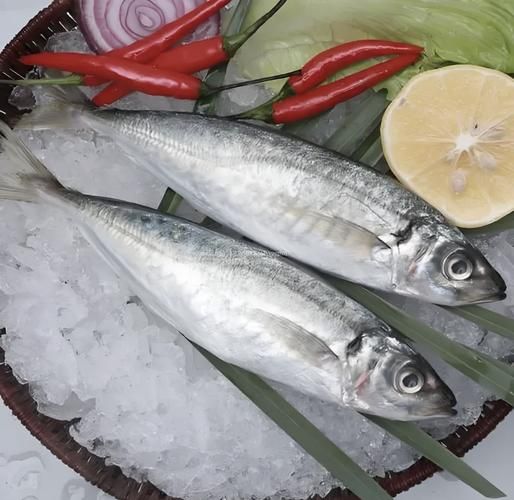 巴鱼是什么鱼_巴鱼图片怎么区分真假-第2张图片-山城妙识 巴鱼是什么鱼_巴鱼图片怎么区分真假-第2张图片-山城妙识