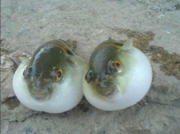 巴鱼是什么鱼_巴鱼图片怎么区分真假-第3张图片-山城妙识 巴鱼是什么鱼_巴鱼图片怎么区分真假-第3张图片-山城妙识