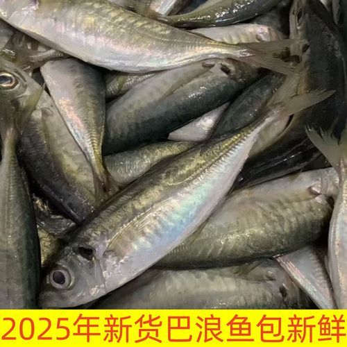 巴鱼是什么鱼_巴鱼图片怎么区分真假-第1张图片-山城妙识 巴鱼是什么鱼_巴鱼图片怎么区分真假-第1张图片-山城妙识