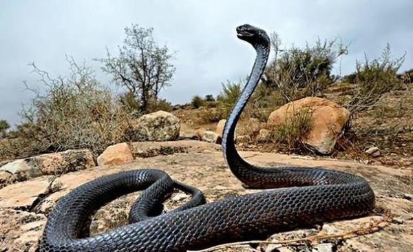 中国最大过山峰蛇有多大_过山峰蛇毒性有多强-第2张图片-山城妙识 中国最大过山峰蛇有多大_过山峰蛇毒性有多强-第2张图片-山城妙识