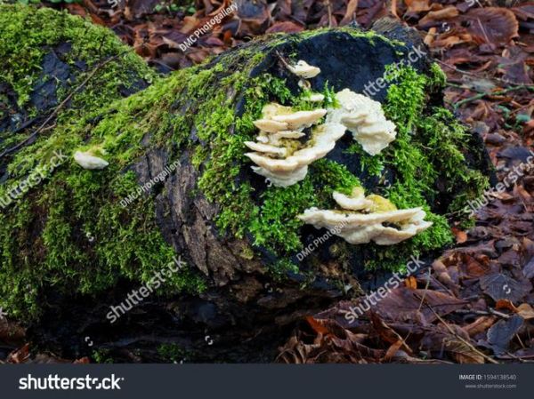 how_to_make_snow_fungus_sweet_soup_what_is_snow_fungus-第3张图片-山城妙识