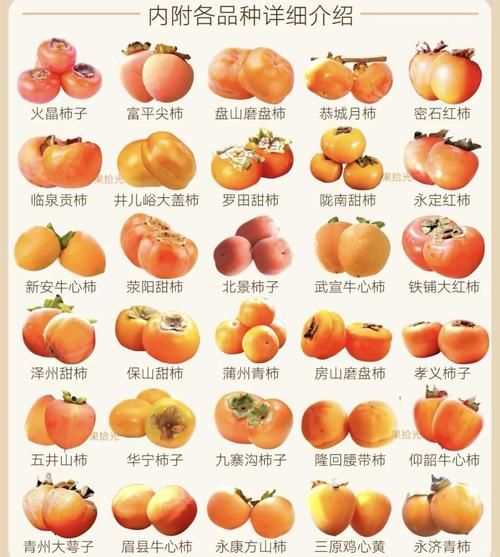 脆柿子几月份成熟_脆柿子成熟时间-第3张图片-山城妙识 脆柿子几月份成熟_脆柿子成熟时间-第3张图片-山城妙识