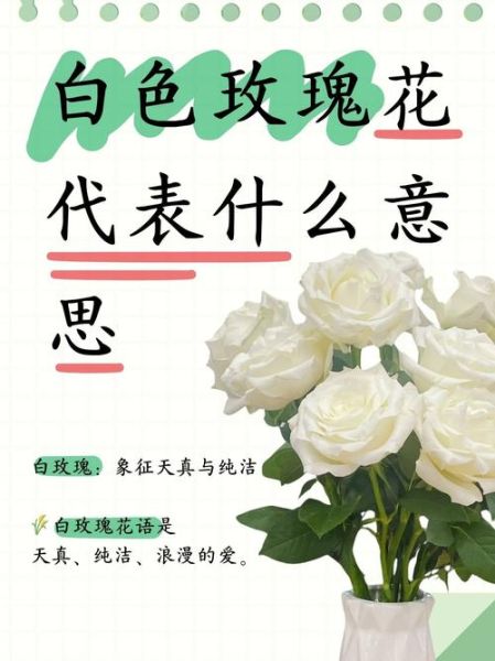 白玫瑰花语大全_送白玫瑰代表什么-第1张图片-山城妙识 白玫瑰花语大全_送白玫瑰代表什么-第1张图片-山城妙识