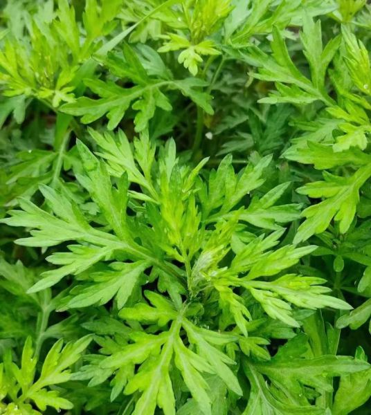 艾叶图片大全大图_艾叶长什么样-第1张图片-山城妙识