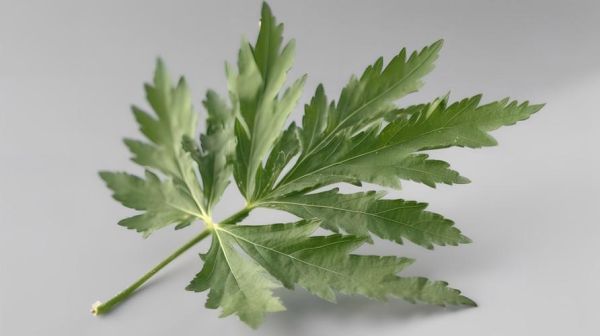 艾叶图片大全大图_艾叶长什么样-第2张图片-山城妙识