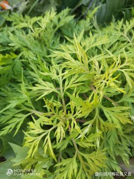 艾叶图片大全大图_艾叶长什么样-第3张图片-山城妙识