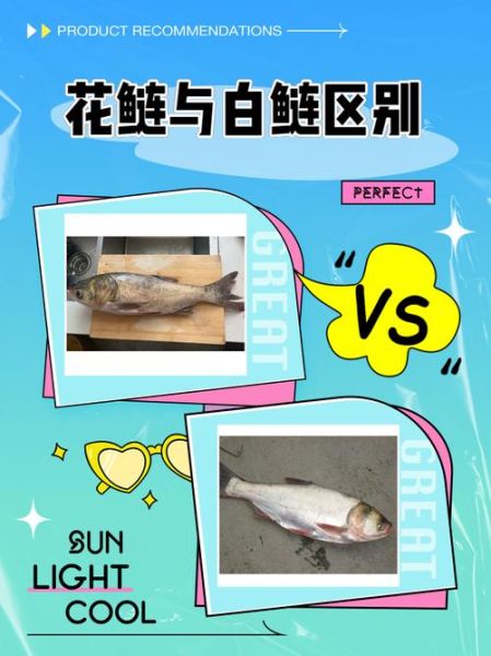 花鲢图片怎么区分_花鲢和白鲢的区别-第1张图片-山城妙识 花鲢图片怎么区分_花鲢和白鲢的区别-第1张图片-山城妙识
