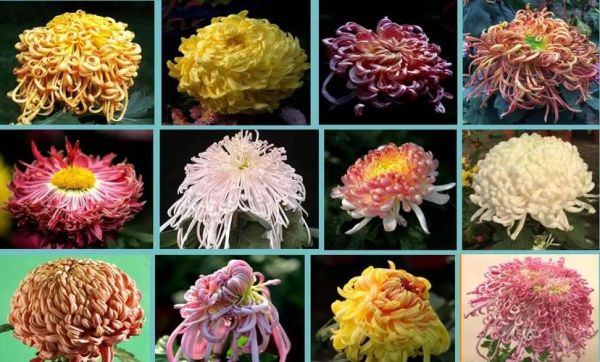 菊花有哪些品种_菊花花型如何分类-第3张图片-山城妙识