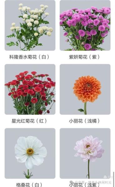 菊花有哪些品种_菊花花型如何分类-第1张图片-山城妙识