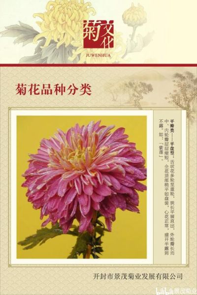 菊花有哪些品种_菊花花型如何分类-第2张图片-山城妙识
