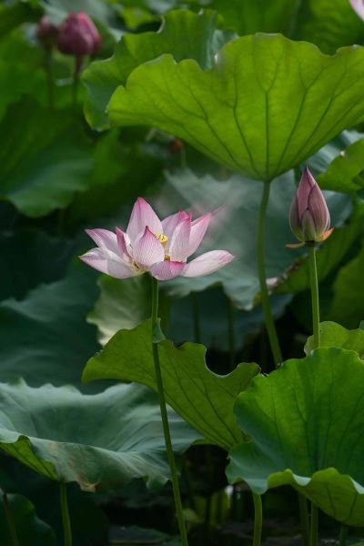 真荷花图片大全大图_如何辨别高清荷花摄影-第3张图片-山城妙识