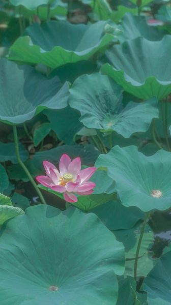 真荷花图片大全大图_如何辨别高清荷花摄影-第2张图片-山城妙识