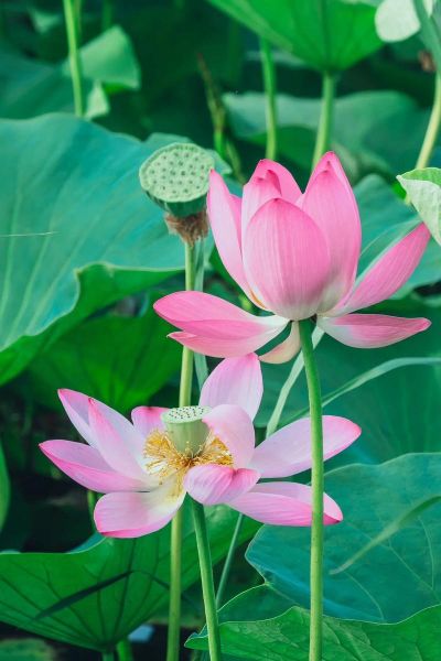 真荷花图片大全大图_如何辨别高清荷花摄影-第1张图片-山城妙识