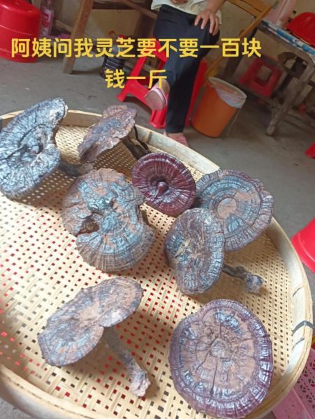 灵芝价格2021最新价格_多少钱一斤-第1张图片-山城妙识