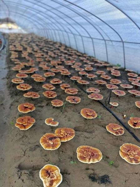 灵芝价格2021最新价格_多少钱一斤-第3张图片-山城妙识