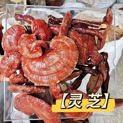 灵芝价格2021最新价格_多少钱一斤-第2张图片-山城妙识
