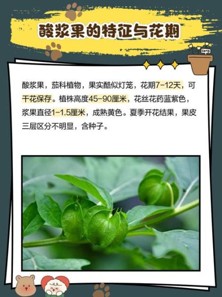 酸浆果的功效与作用_酸浆果怎么吃-第1张图片-山城妙识