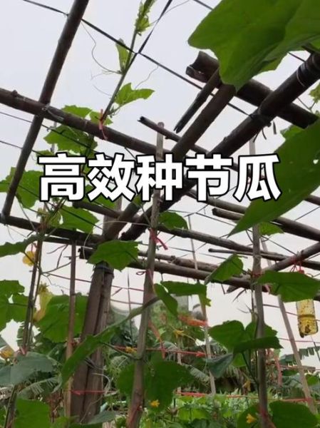 节瓜怎么种_节瓜种植视频教程-第1张图片-山城妙识