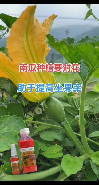 节瓜怎么种_节瓜种植视频教程-第2张图片-山城妙识