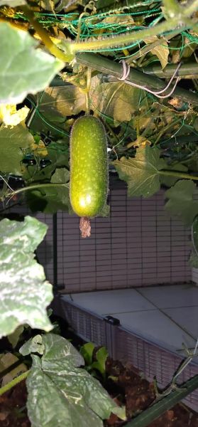 节瓜怎么种_节瓜种植视频教程-第3张图片-山城妙识