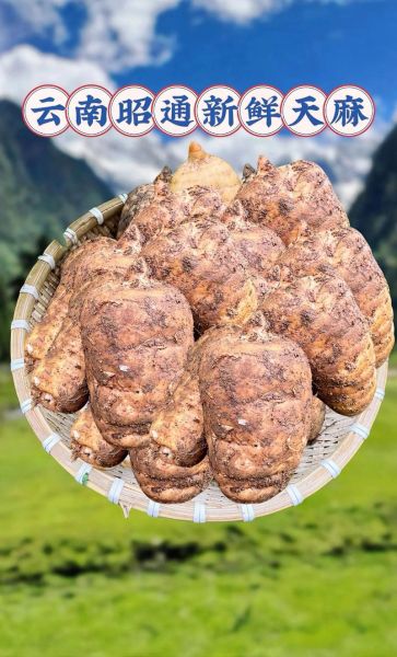 天麻长什么样子_新鲜天麻图片特征-第1张图片-山城妙识