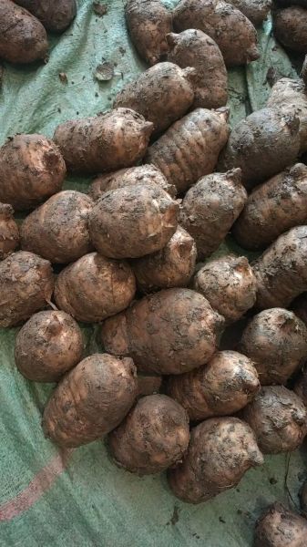 天麻长什么样子_新鲜天麻图片特征-第2张图片-山城妙识