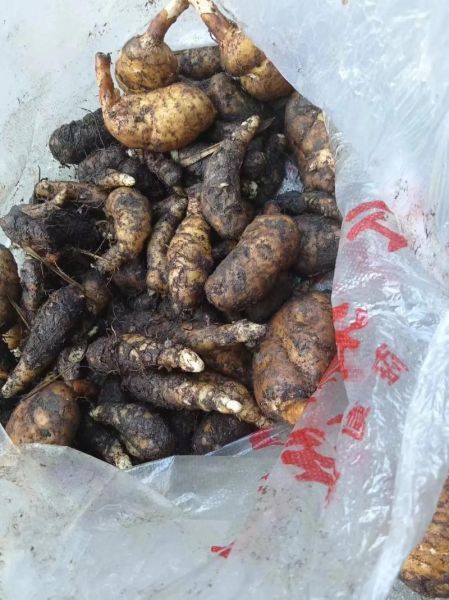 天麻长什么样子_新鲜天麻图片特征-第3张图片-山城妙识