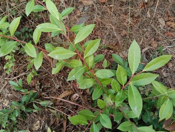 乌米饭叶子是什么_乌饭叶怎么选-第3张图片-山城妙识 乌米饭叶子是什么_乌饭叶怎么选-第3张图片-山城妙识