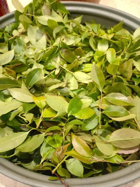 乌米饭叶子是什么_乌饭叶怎么选-第1张图片-山城妙识 乌米饭叶子是什么_乌饭叶怎么选-第1张图片-山城妙识