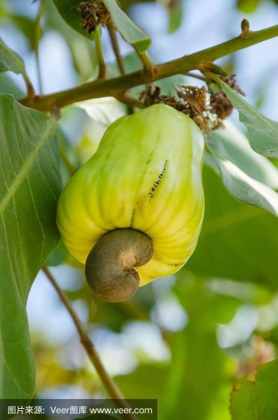 腰果树图片大全大图_腰果树长什么样-第1张图片-山城妙识 腰果树图片大全大图_腰果树长什么样-第1张图片-山城妙识