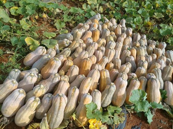 老南瓜图片大全_老南瓜怎么挑选-第1张图片-山城妙识