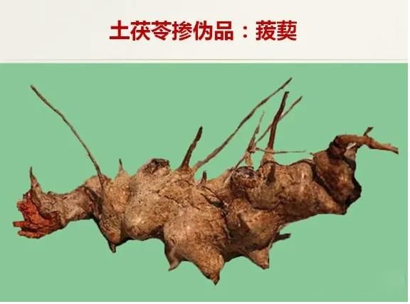 土茯苓图片大全_如何辨别真假土茯苓-第2张图片-山城妙识