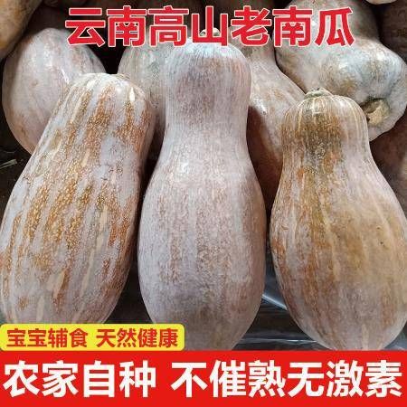 老南瓜图片大全_老南瓜怎么挑选-第2张图片-山城妙识