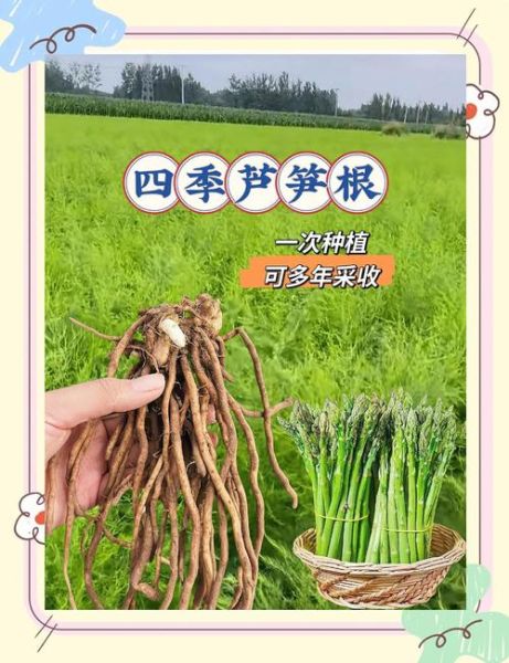 家庭芦笋怎么种_阳台芦笋种植方法-第2张图片-山城妙识
