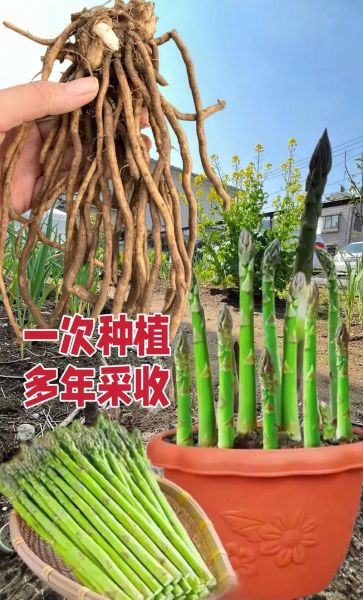 家庭芦笋怎么种_阳台芦笋种植方法-第3张图片-山城妙识