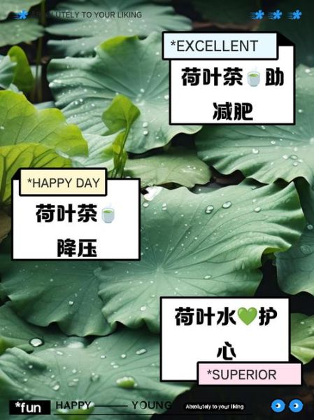 荷叶减肥吗_多久见效-第1张图片-山城妙识