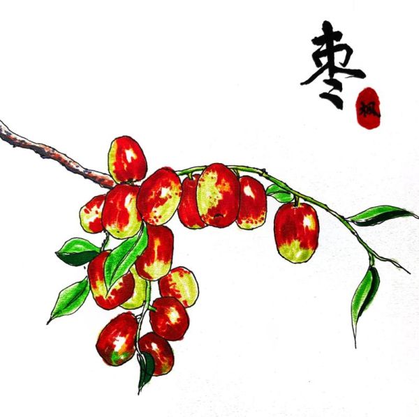 红枣图片大全大图简笔_红枣简笔画怎么画-第1张图片-山城妙识