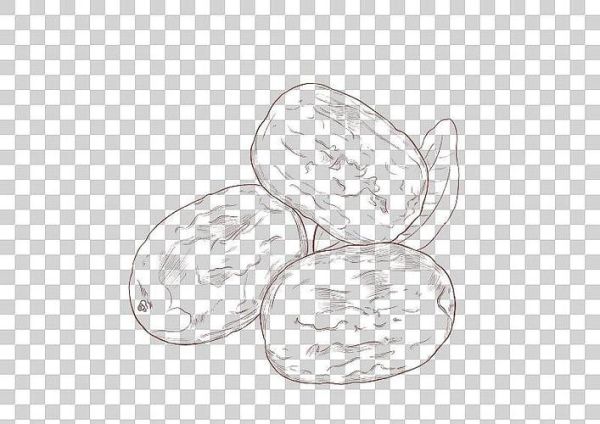 红枣图片大全大图简笔_红枣简笔画怎么画-第3张图片-山城妙识