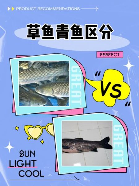 中国常见淡水鱼图谱_如何区分草鱼和青鱼-第2张图片-山城妙识