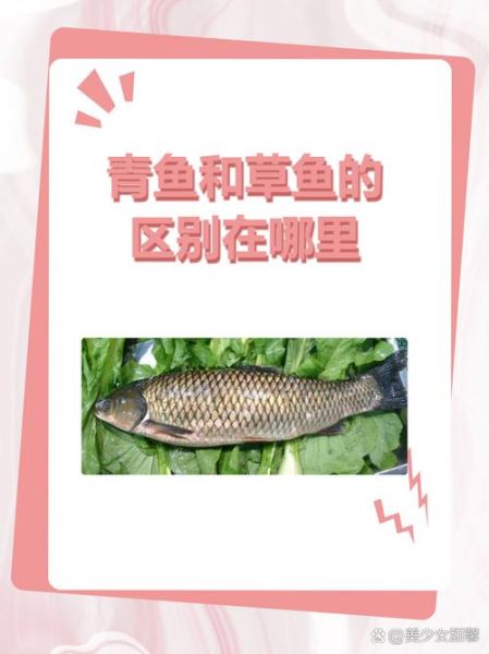 中国常见淡水鱼图谱_如何区分草鱼和青鱼-第1张图片-山城妙识