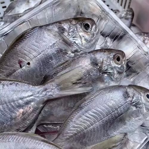 扁平鱼种类图片_扁平鱼怎么区分-第3张图片-山城妙识