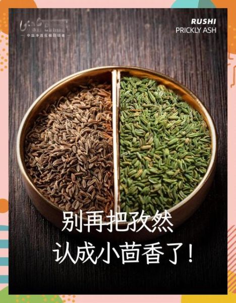 小茴香和孜然的区别_怎么区分小茴香与孜然-第1张图片-山城妙识